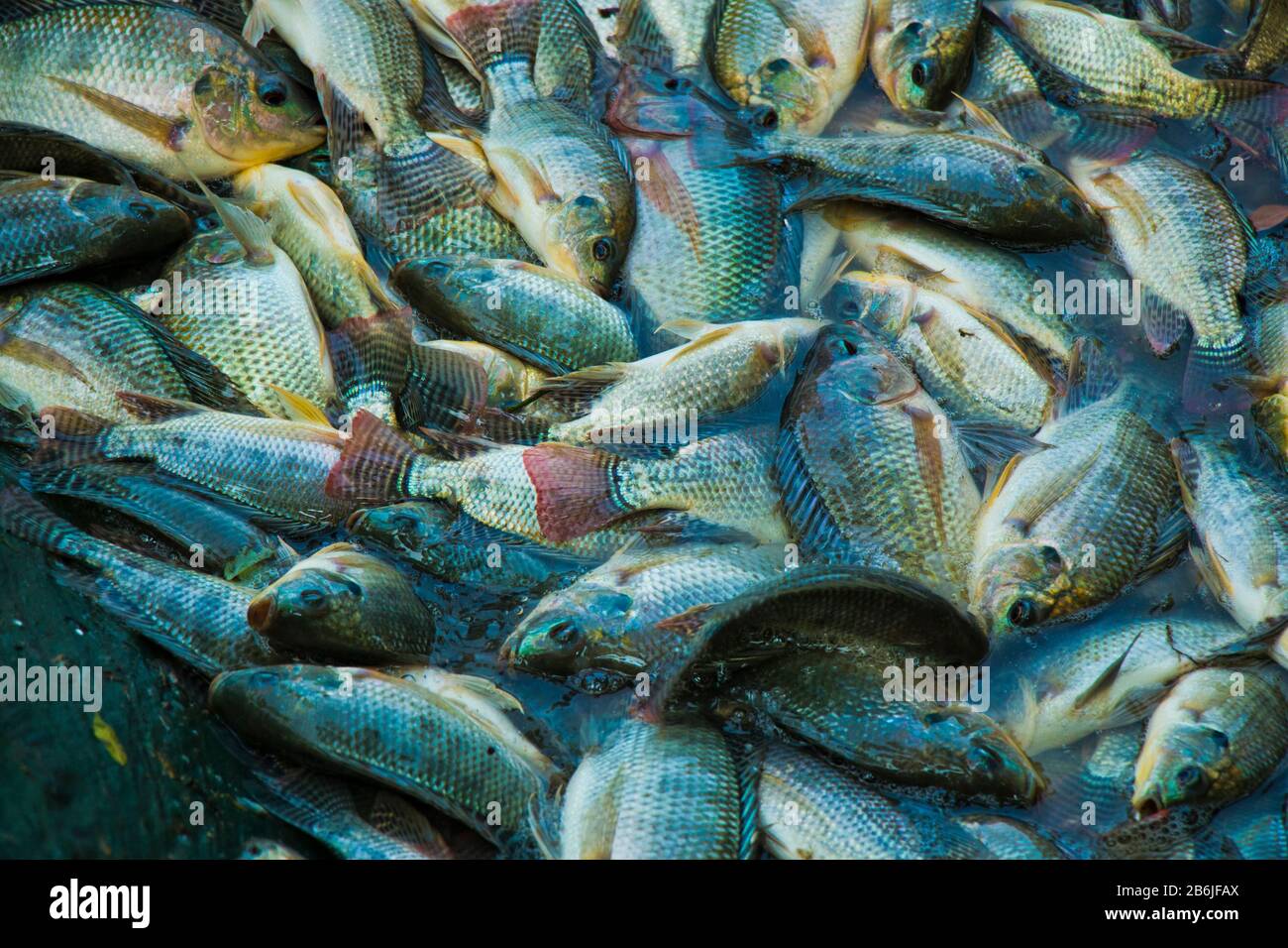 Labors are unloading different types of fish from fishing port. Fish is ...