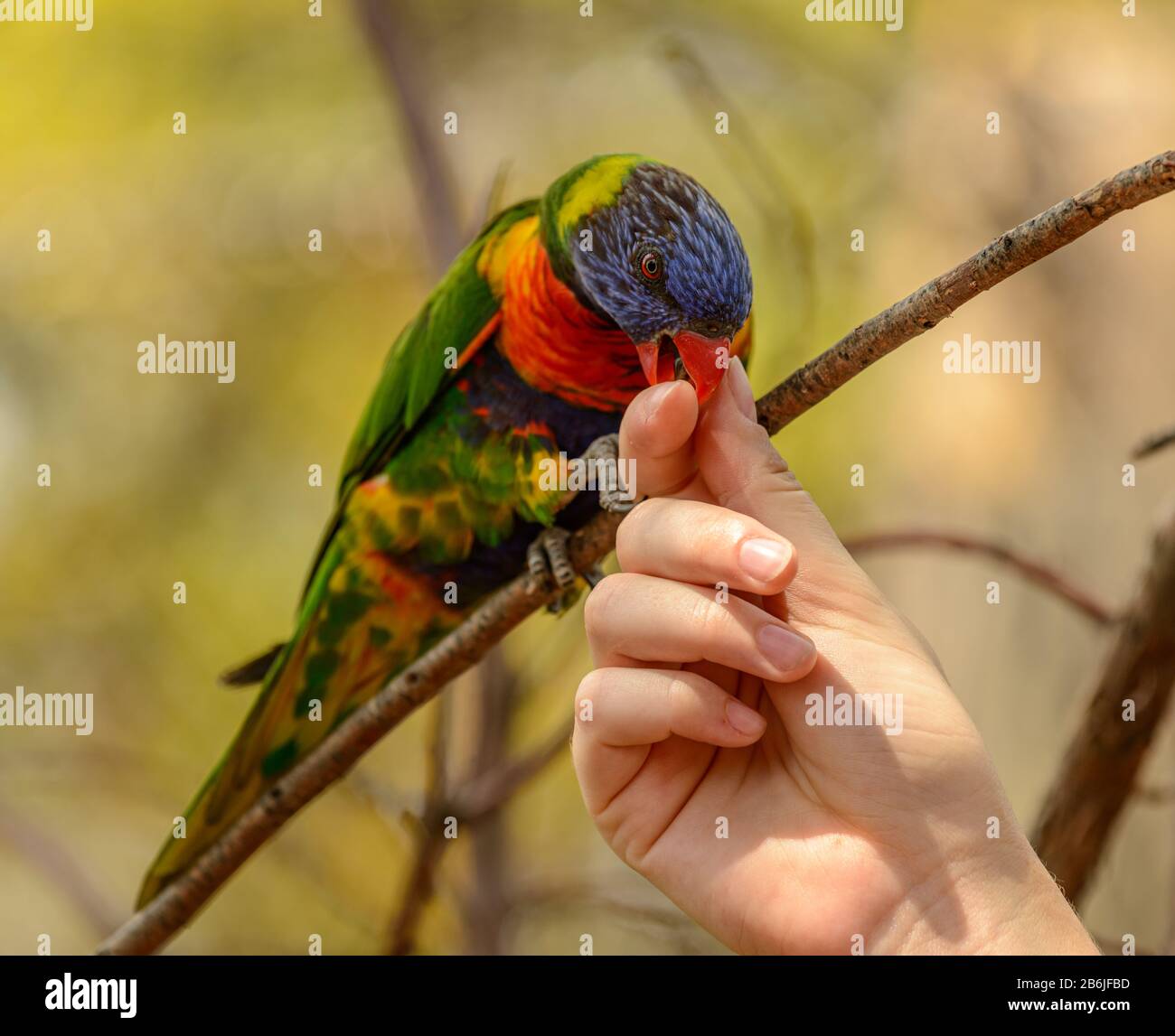 rainbow lorikeet parrot playing with girls fingers Stock Photo - Alamy