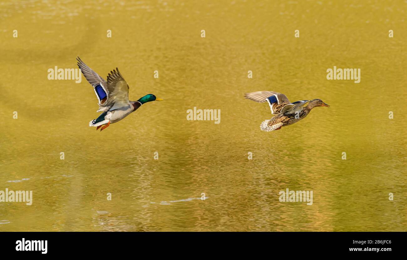 Mallard Duck Wallpaper Flying