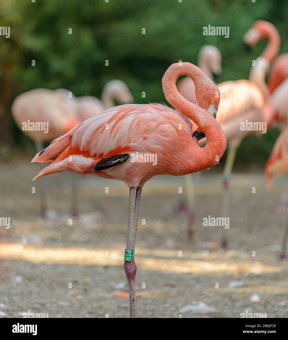 bright orange flamingo in the flock Stock Photo - Alamy