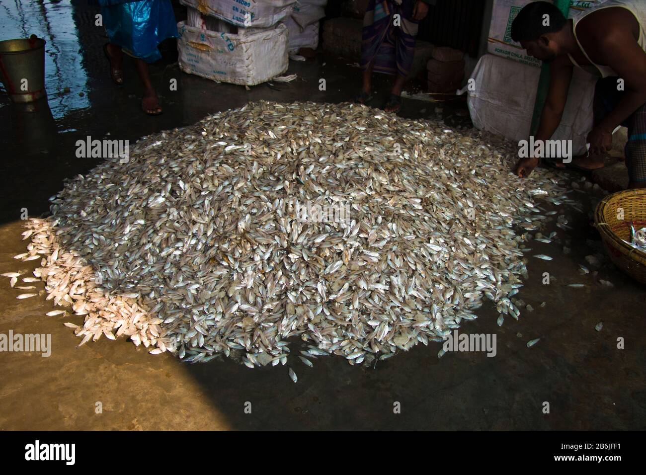 Labors are unloading different types of fish from fishing port. Fish is ...
