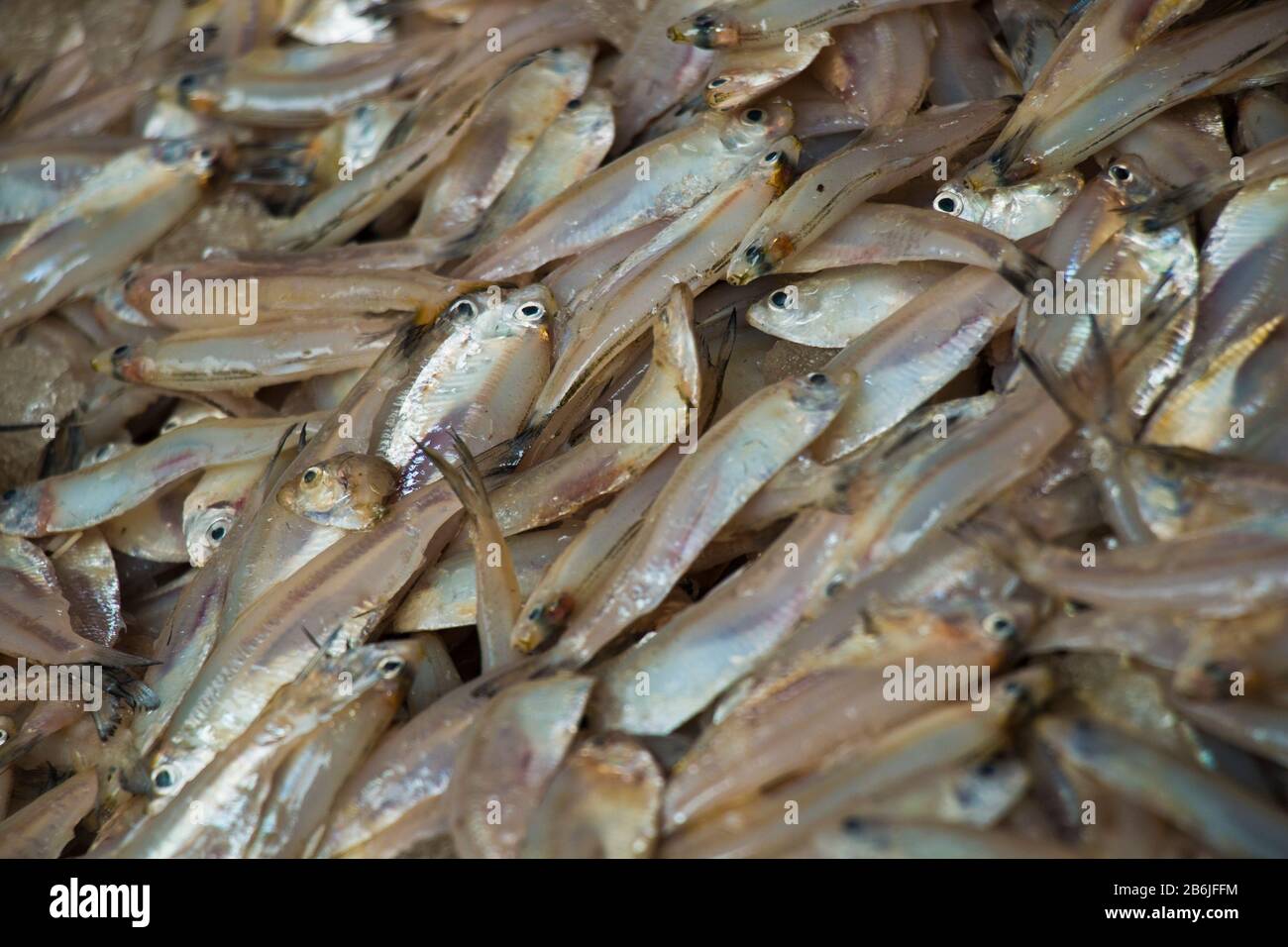 Different types of boat hi-res stock photography and images - Alamy