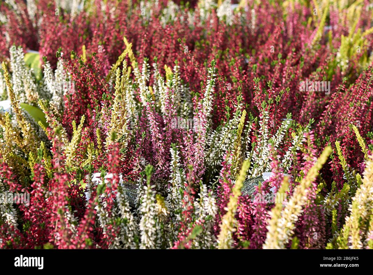 colorful flowers of Calluna vulgaris plants Stock Photo - Alamy