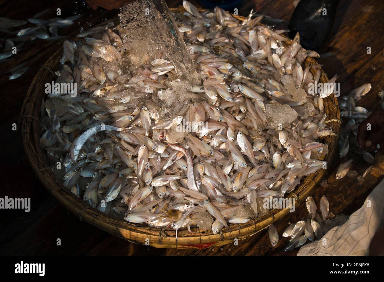 Labors are unloading different types of fish from fishing port. Fish is ...