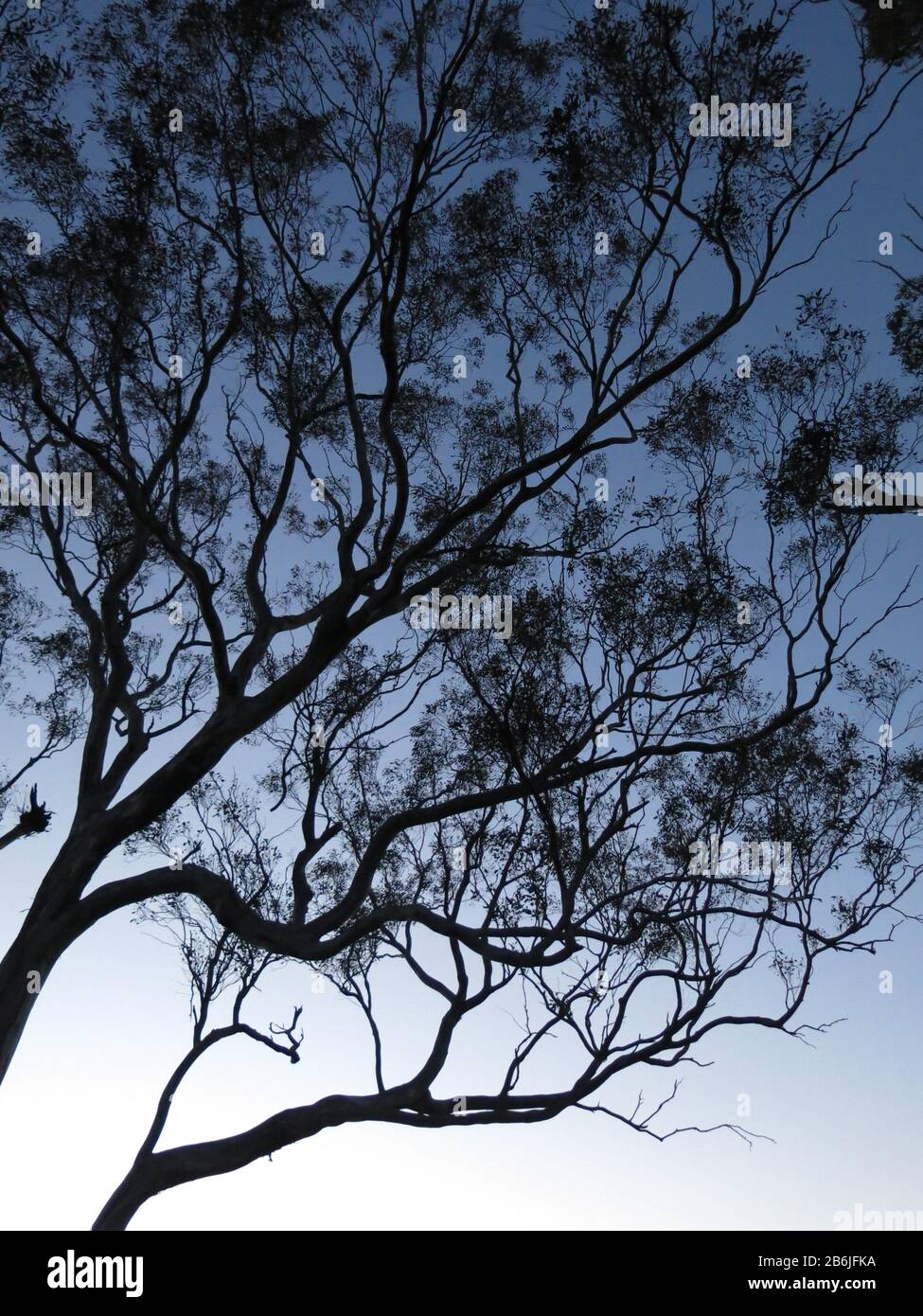 Sunset and gum tree hi-res stock photography and images - Alamy