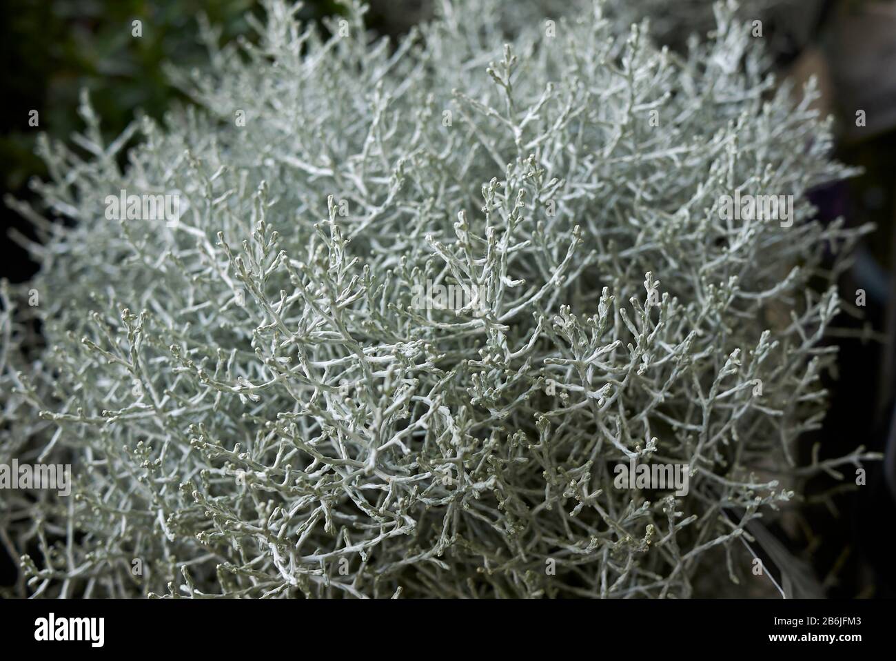 Calocephalus silver bush hi-res stock photography and images - Alamy