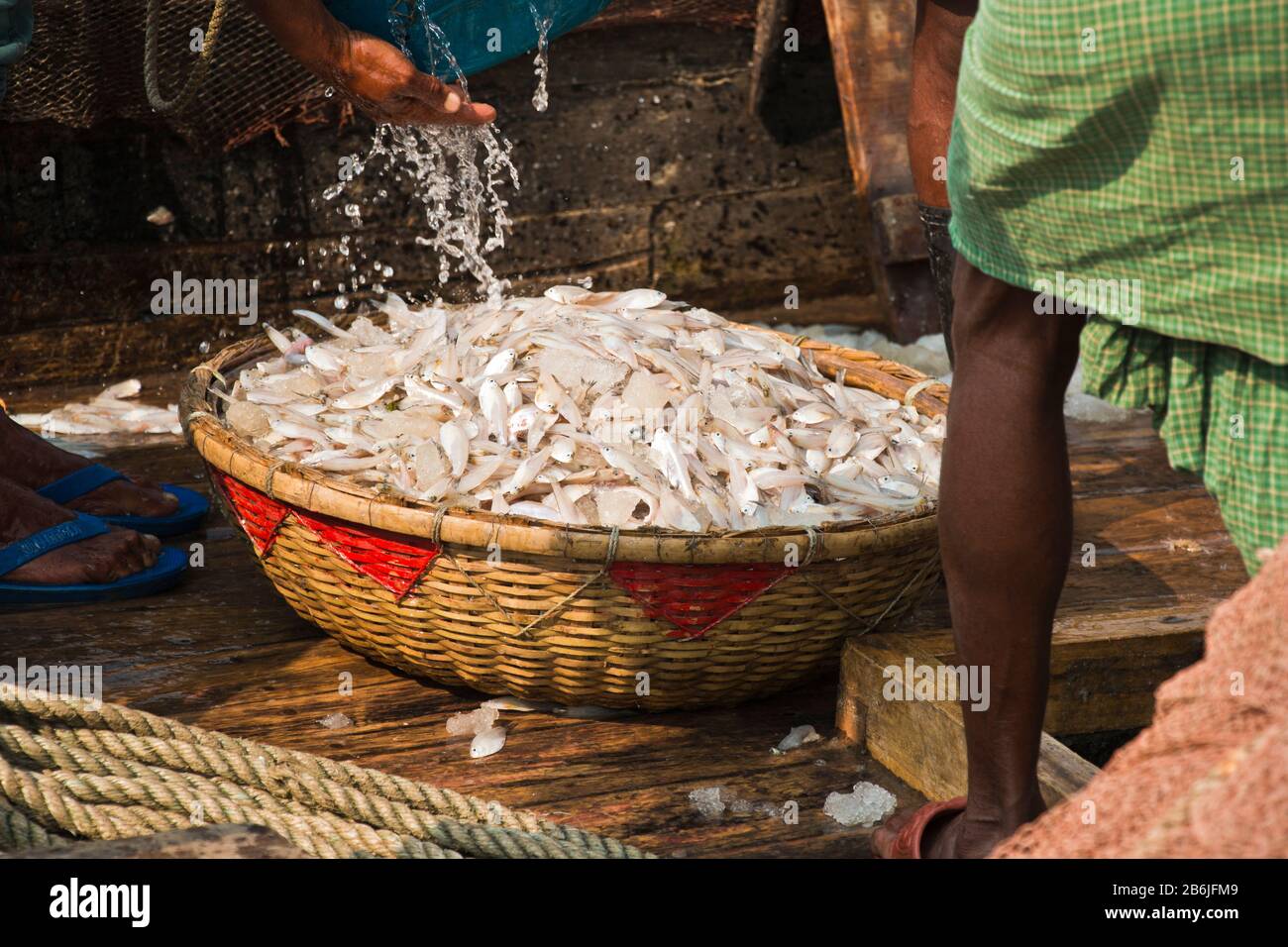 Labors are unloading different types of fish from fishing port. Fish is ...