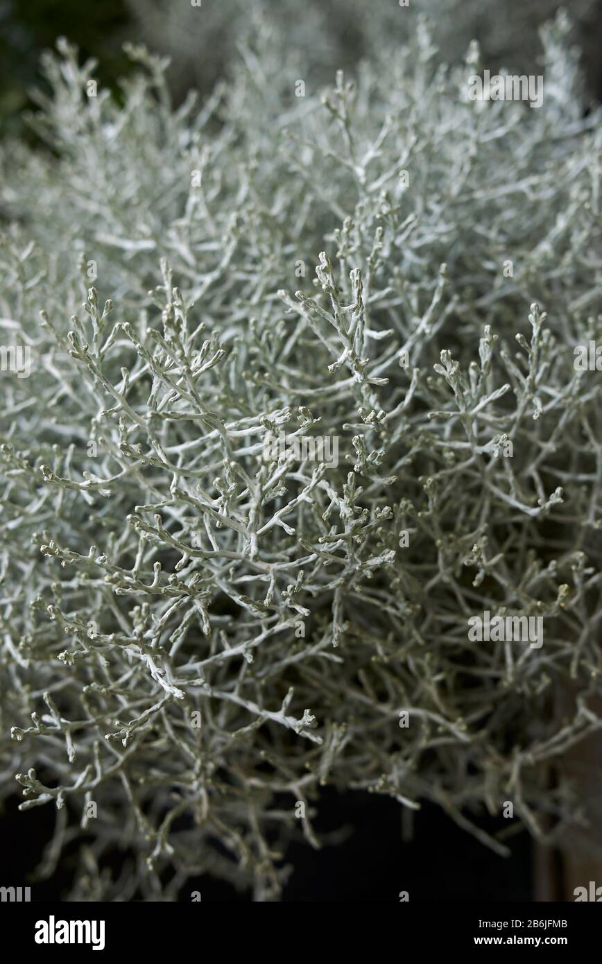 Calocephalus silver bush hi-res stock photography and images - Alamy