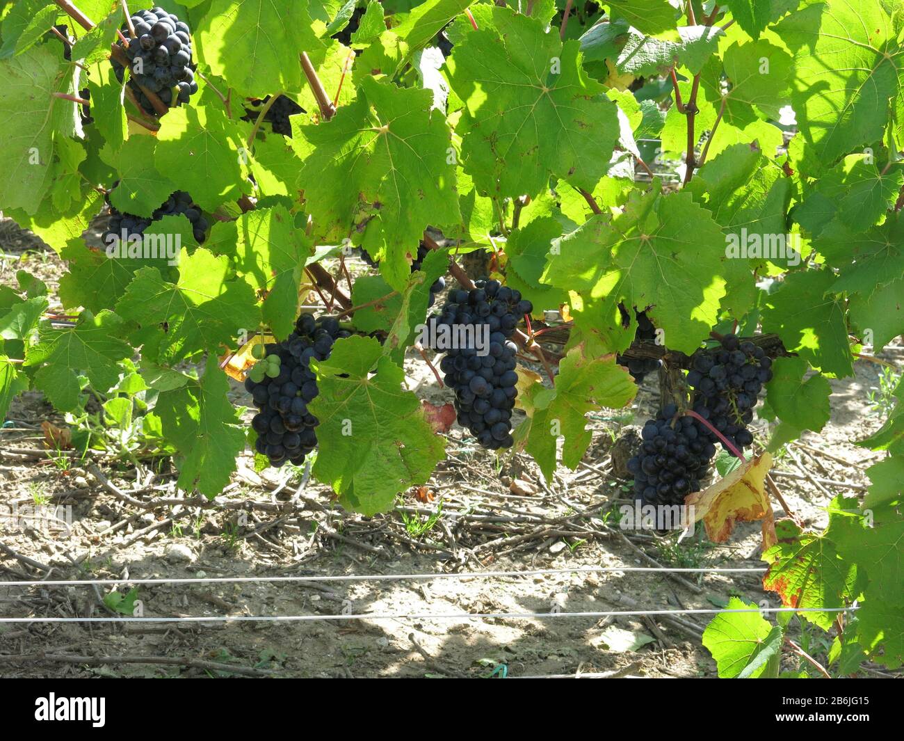 Grapes ripening on the vines, Bordeaux, France Stock Photo - Alamy