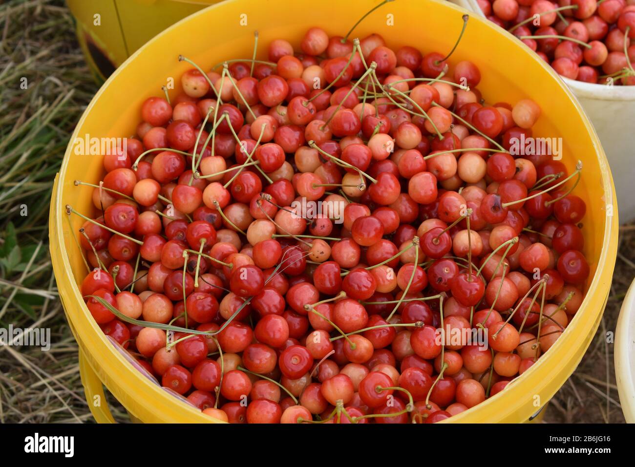 Yellow bucket full of cherries Stock Photo - Alamy