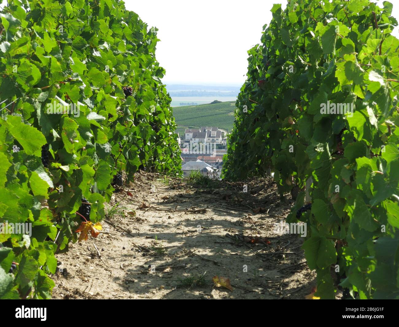 Vineyard in summer, Bordeaux, France Stock Photo - Alamy