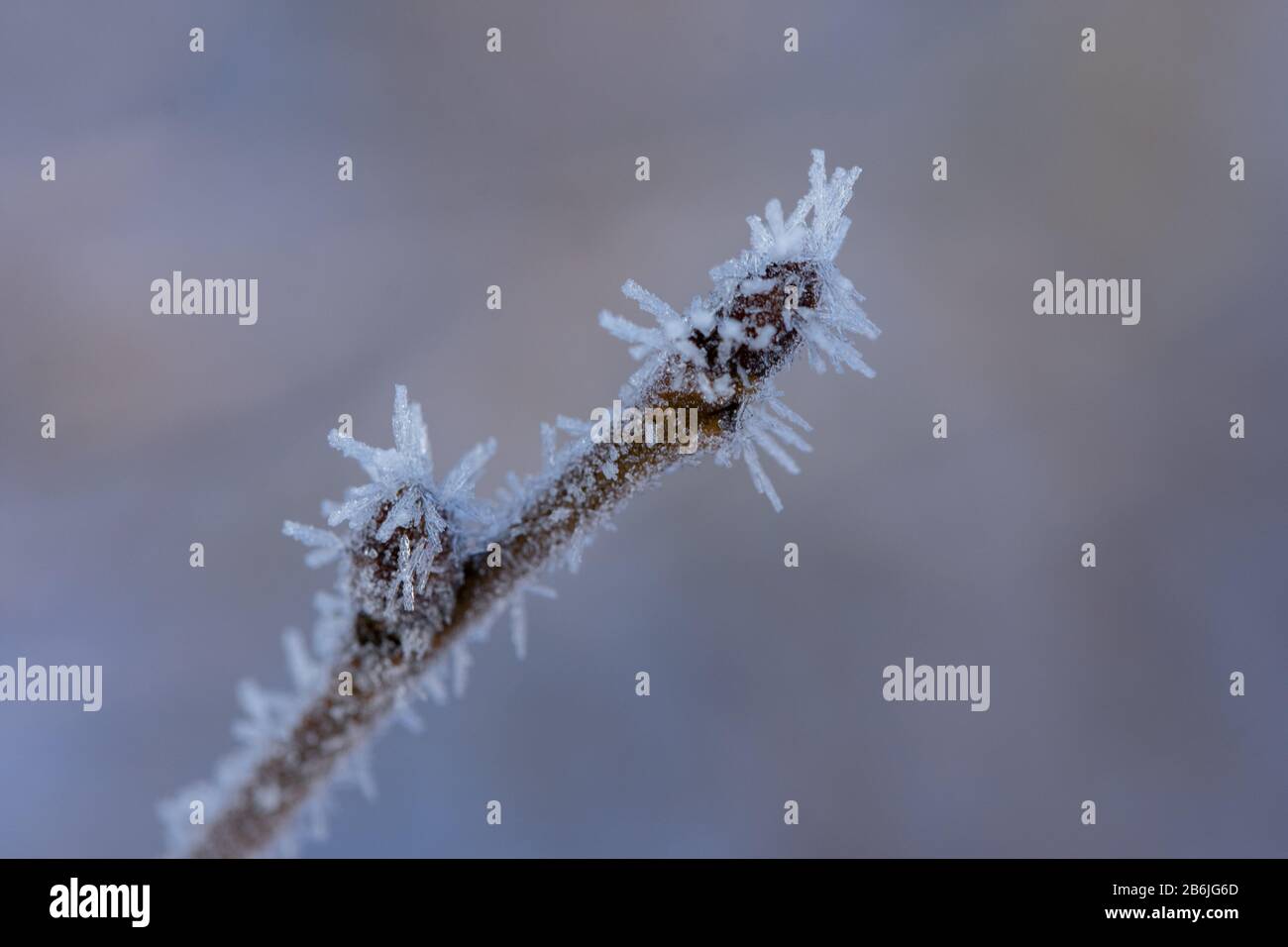 Frosty spring bud covered with frost Stock Photo - Alamy