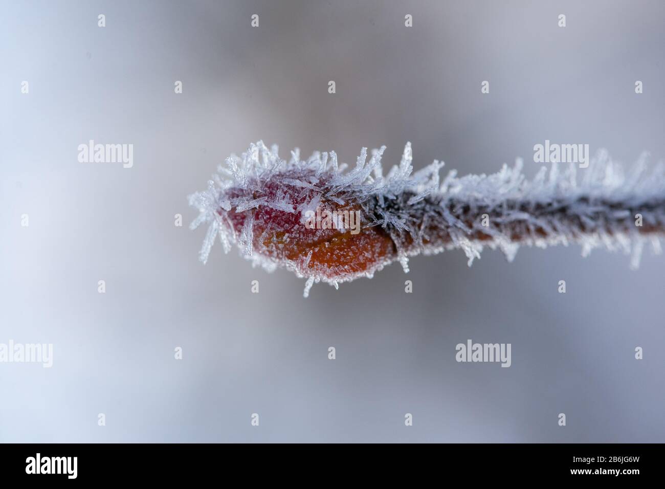 Frosty spring bud covered with frost Stock Photo - Alamy