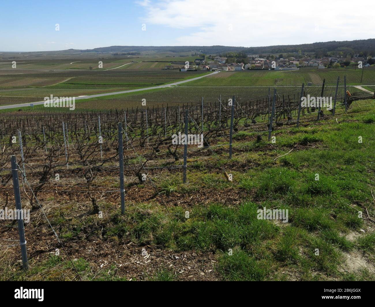 Pruned vineyard hi-res stock photography and images - Alamy