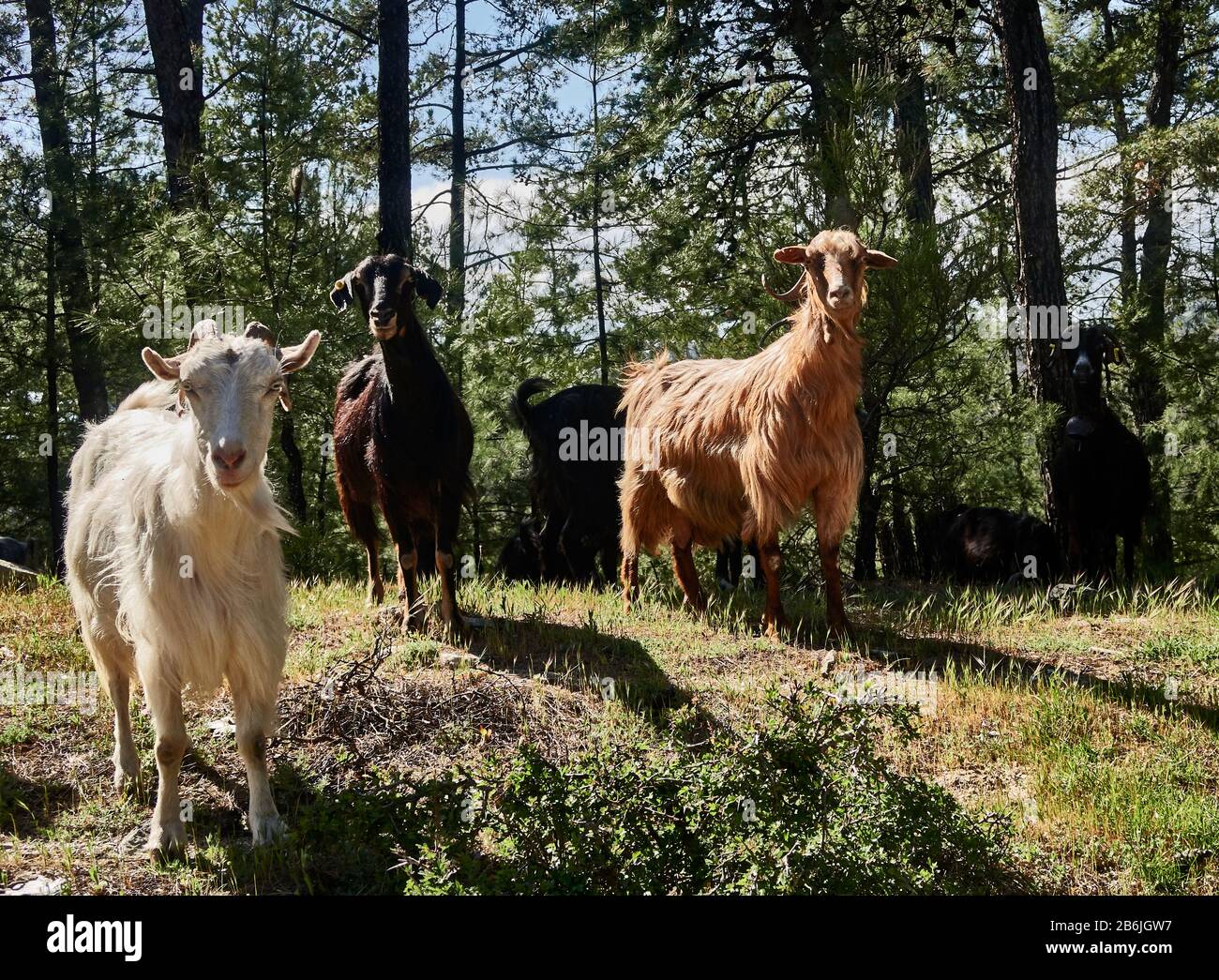 Thassos Island, Greece ,Europe, In Thassos many goats live freely in ...