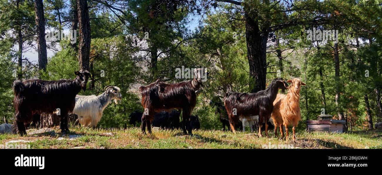 Thassos Island, Greece ,Europe, In Thassos many goats live freely in ...