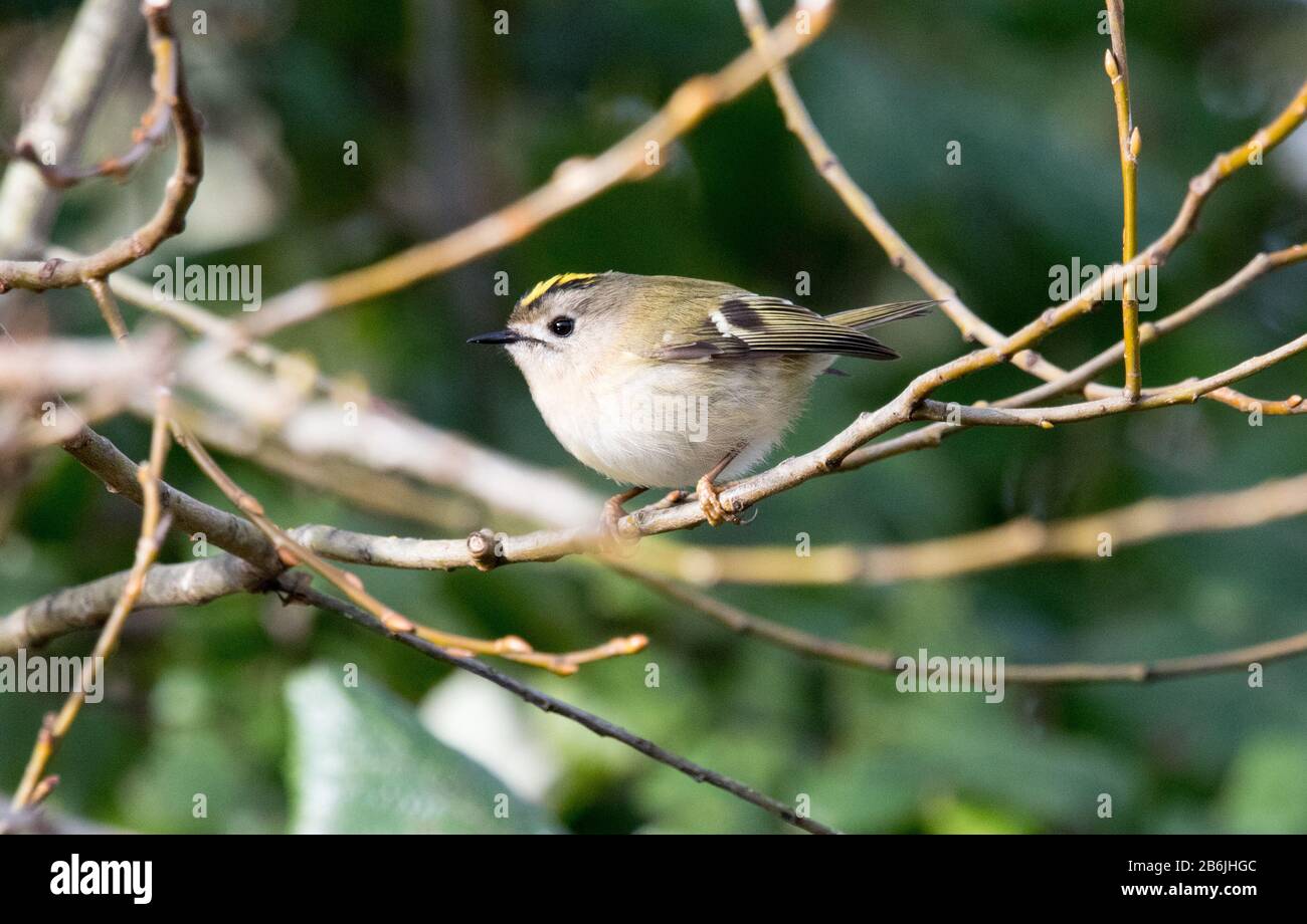 Goldcrest (Regulus regulus Stock Photo - Alamy