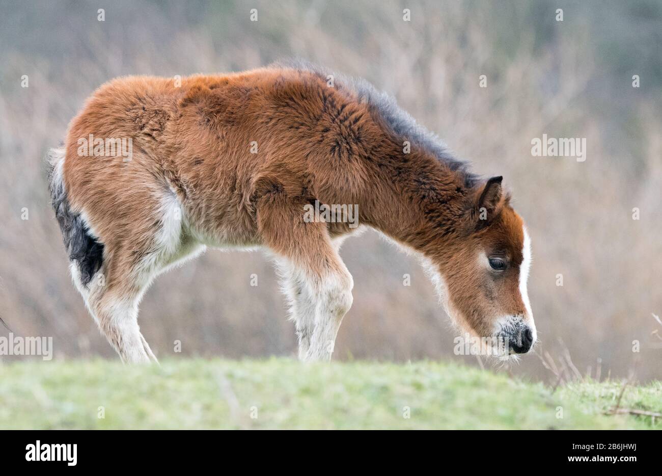 Carneddau pony foal Stock Photo - Alamy