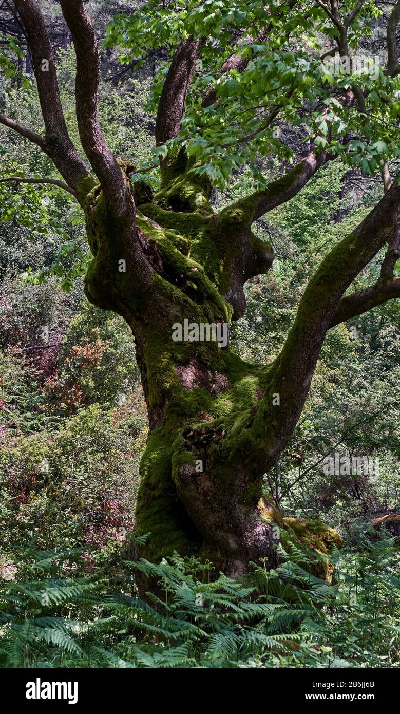 Greek island beech hi-res stock photography and images - Alamy