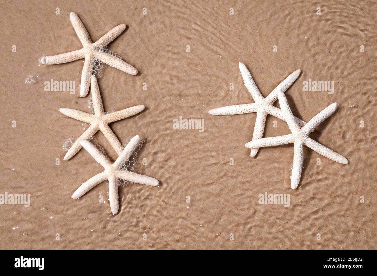 Collection of spindly white starfish sitting outdoors on the wet sand ...