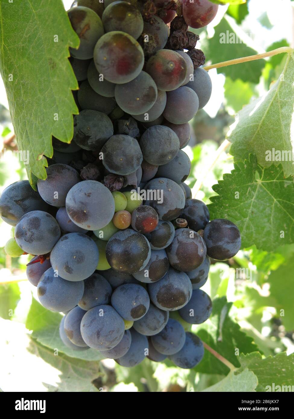 Santorini grapes hi-res stock photography and images - Alamy