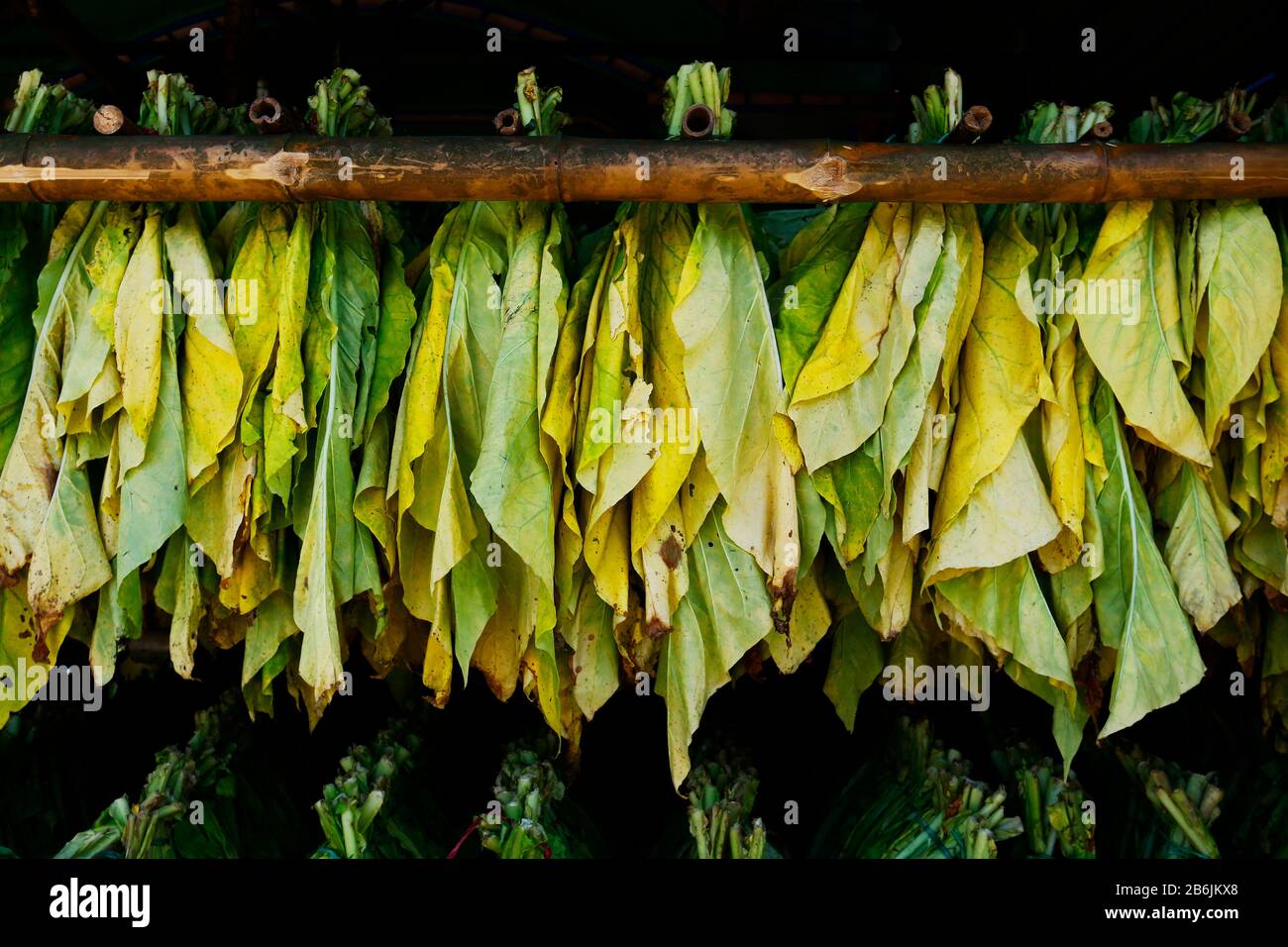 Tobacco leaves drying Stock Photo - Alamy