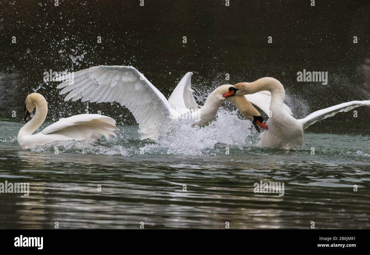 Mute swans attacking hi-res stock photography and images - Alamy