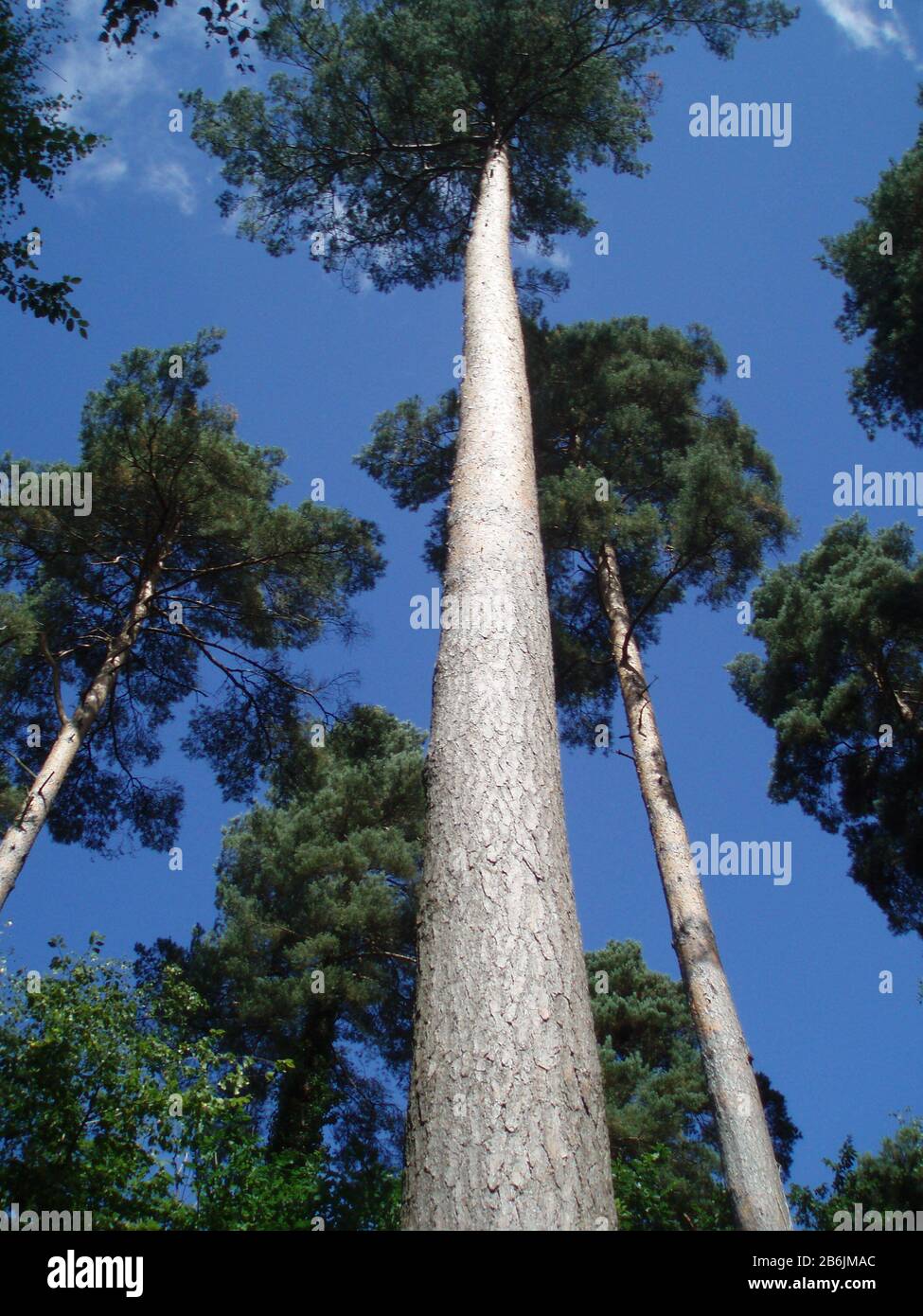 Silver tall hi-res stock photography and images - Alamy