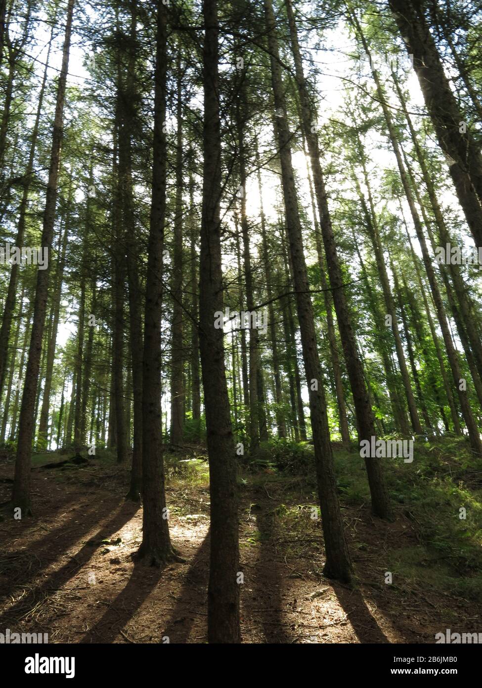Forest view, Forest of Dean Stock Photo - Alamy