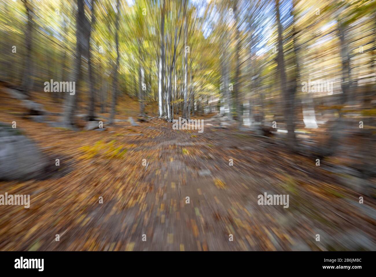 Dynamic picture in a autumn forest, using lens zoom Stock Photo - Alamy