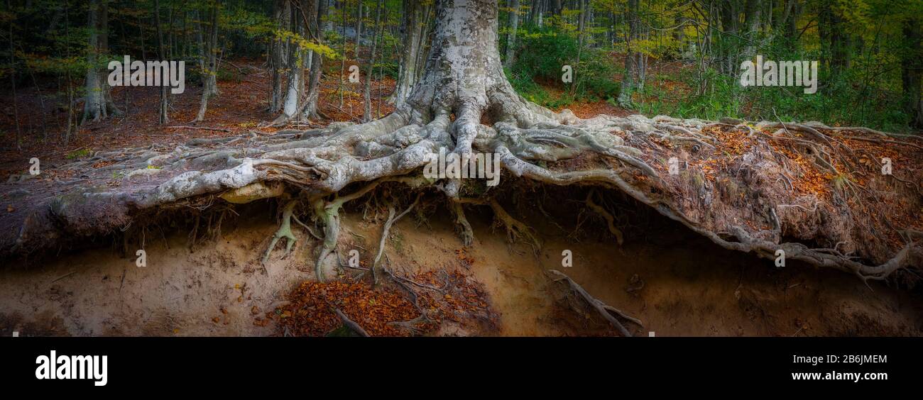 Panoramic picture of big beech tree roots Stock Photo - Alamy