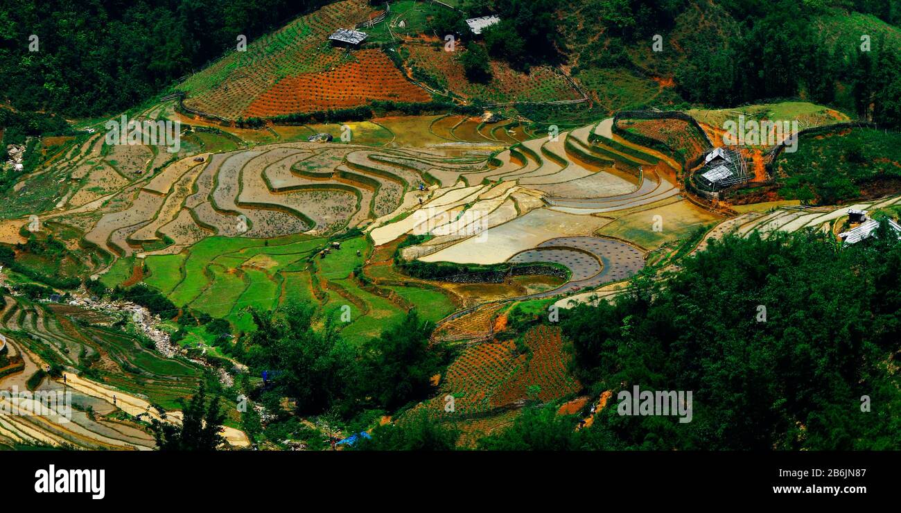 Rice field in terrace in the north of vietnam Stock Photo - Alamy