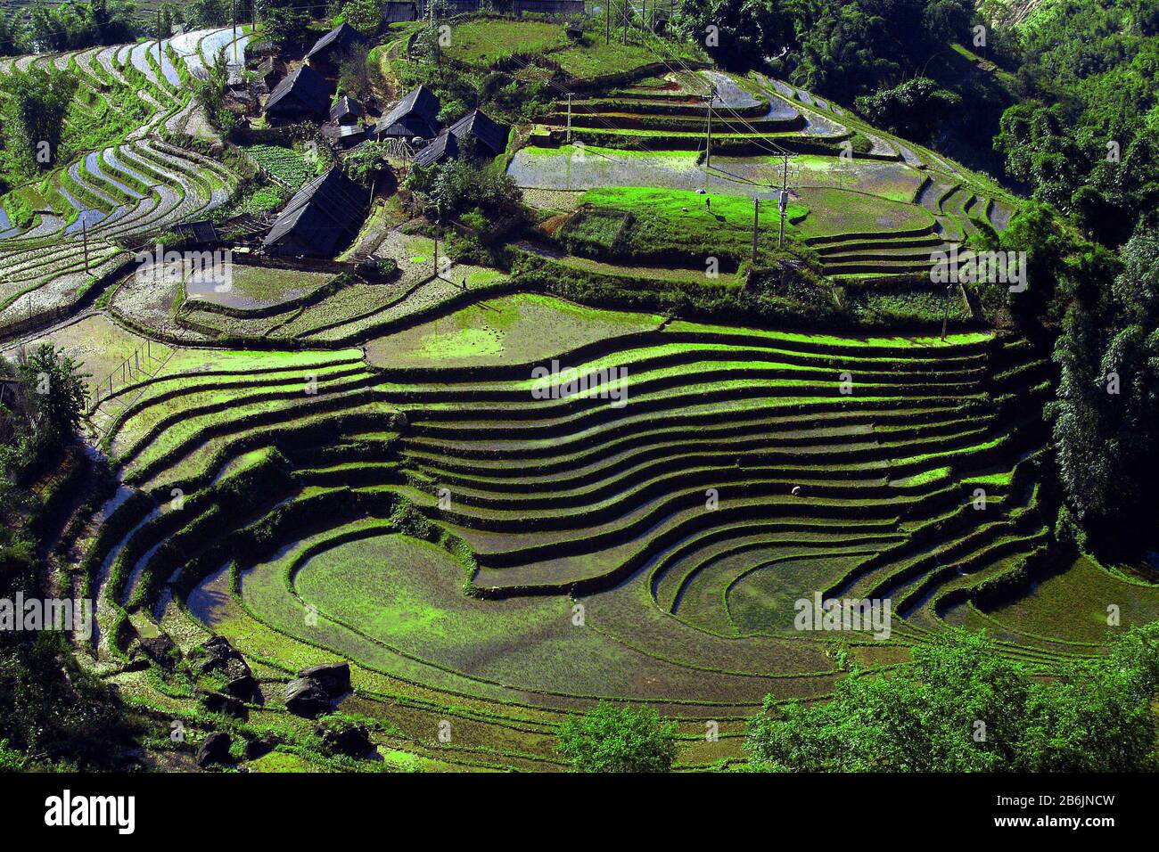 Rice field in terrace in the north of vietnam Stock Photo - Alamy