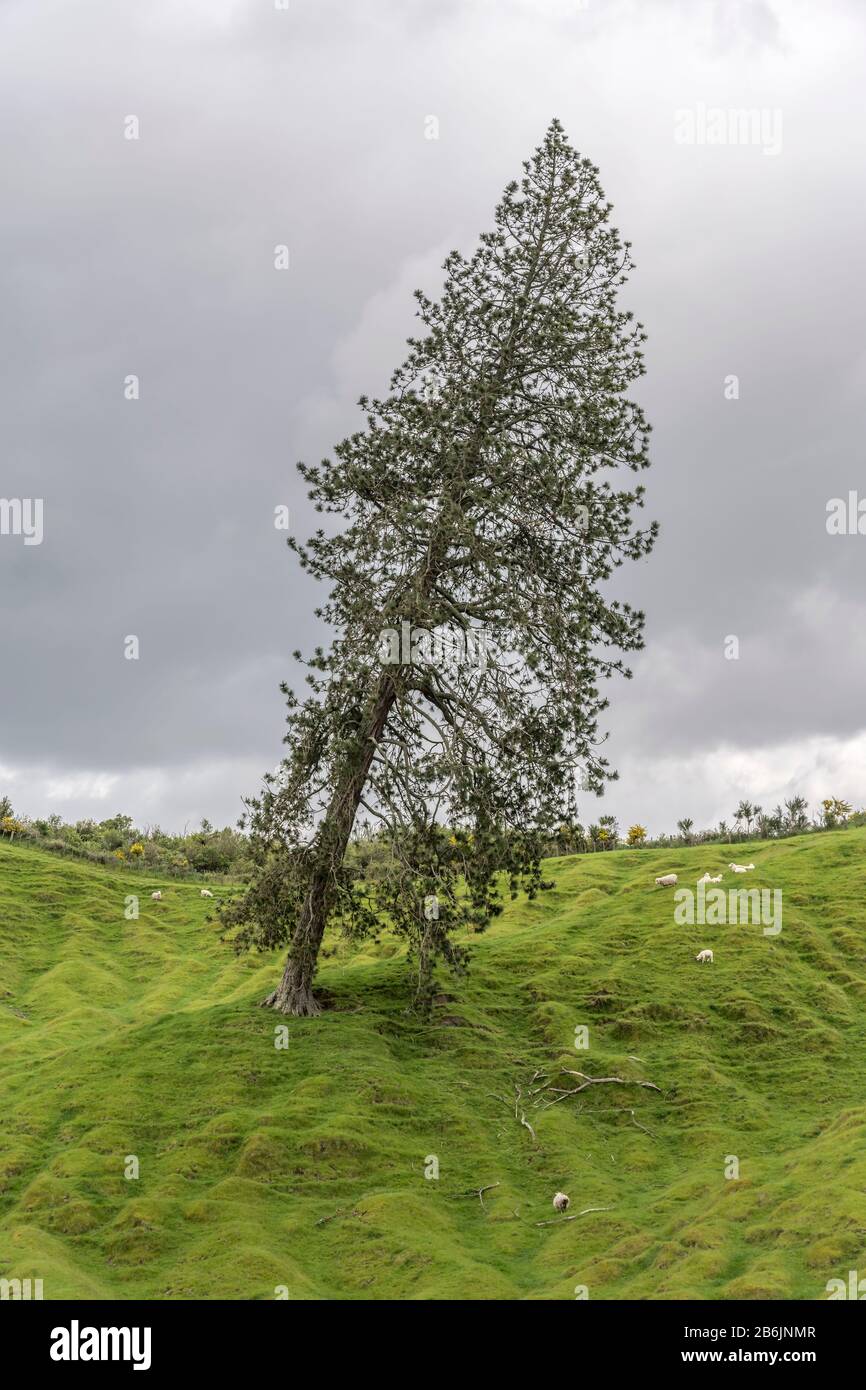 Tree on slope hi-res stock photography and images - Alamy