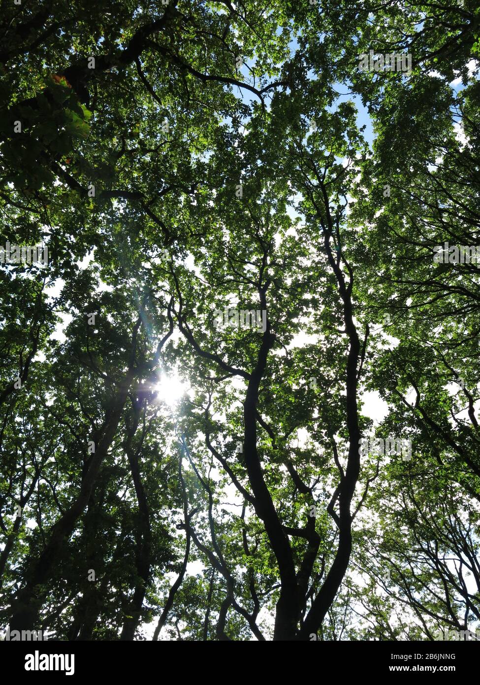 Lush green forest canopy sunlight hi-res stock photography and images ...