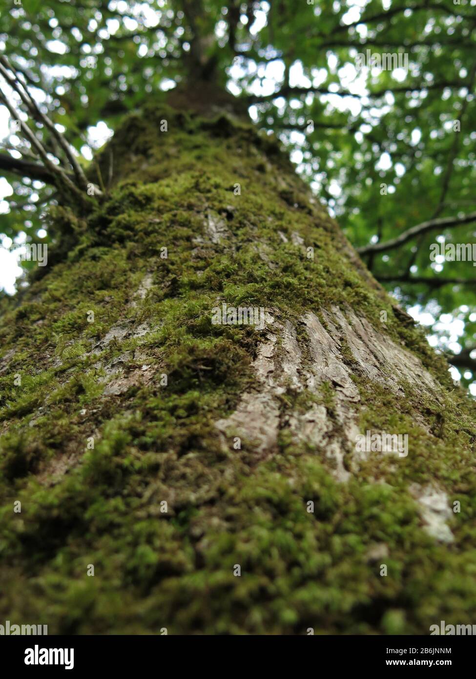 Trees, Forest of Dean Stock Photo - Alamy