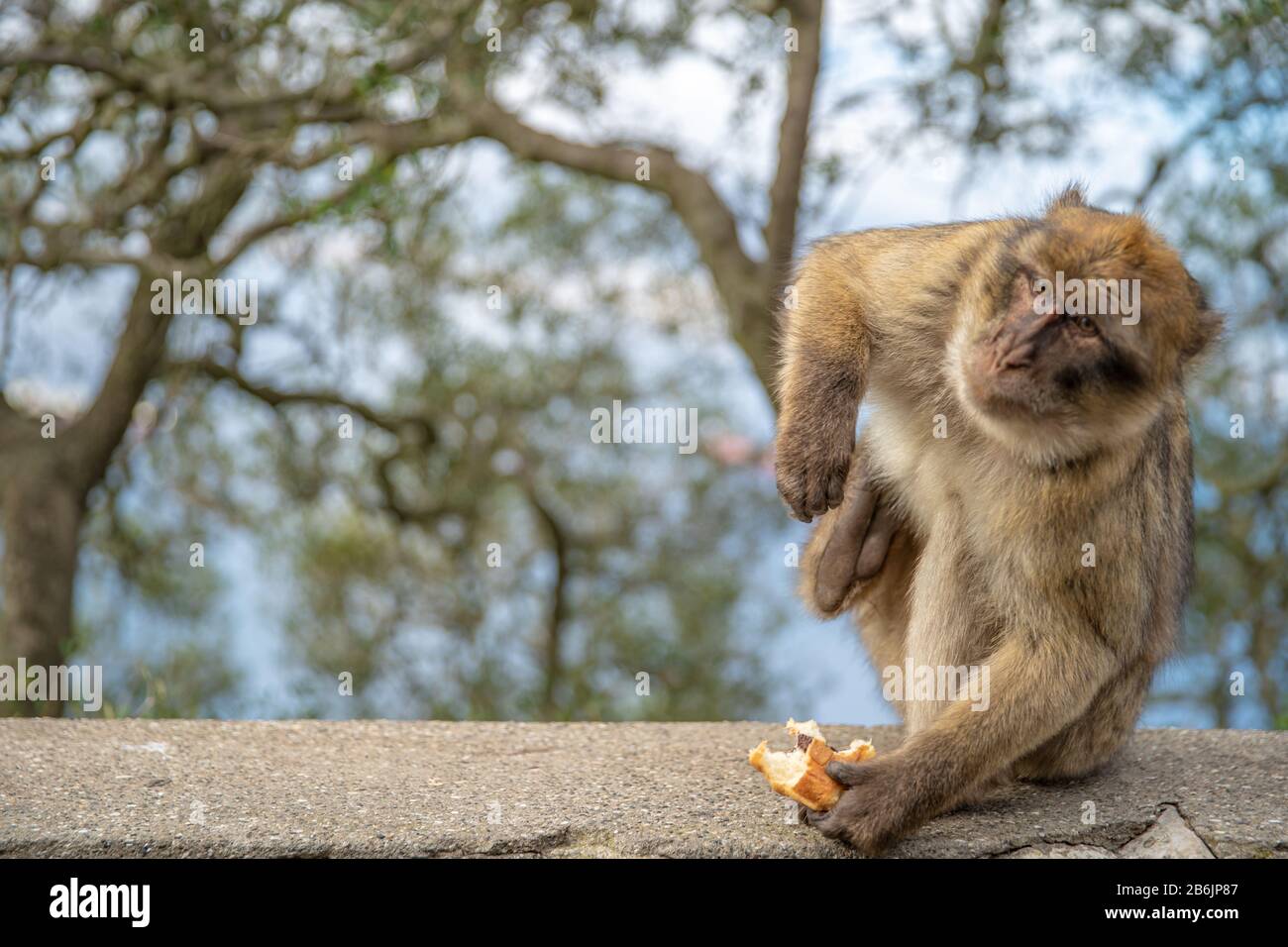feeding monkeys by tourists in a nature reserve Stock Photo - Alamy