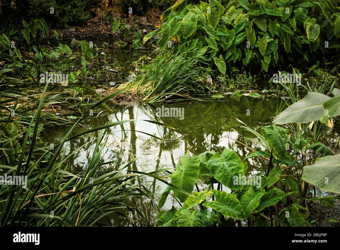 Habitat plays an important role in pond ecosystem. These habitats are ...