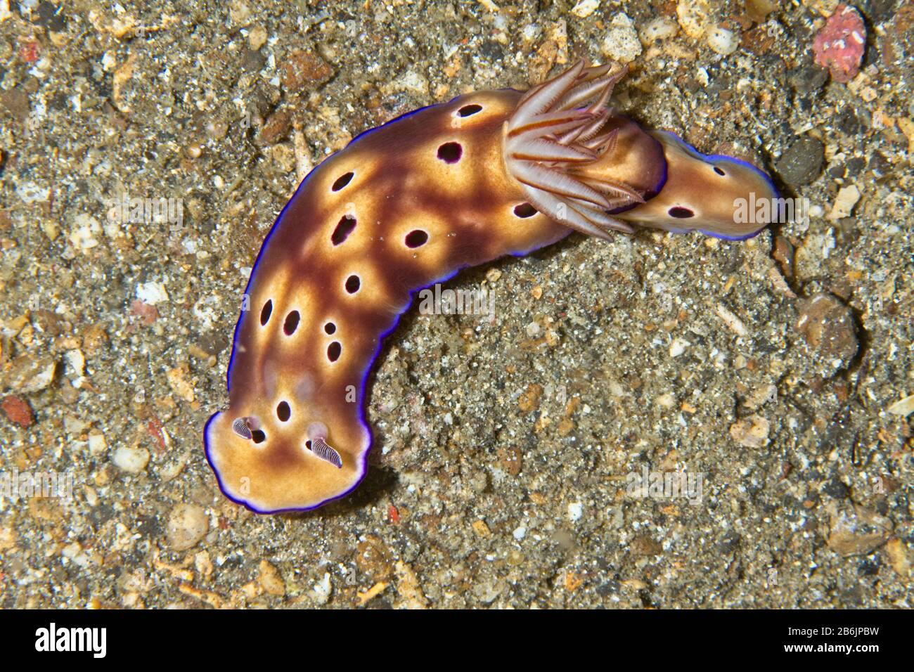 Hypselodoris tryoni nudibranch, Lembeh Strait, Indonesia Stock Photo ...