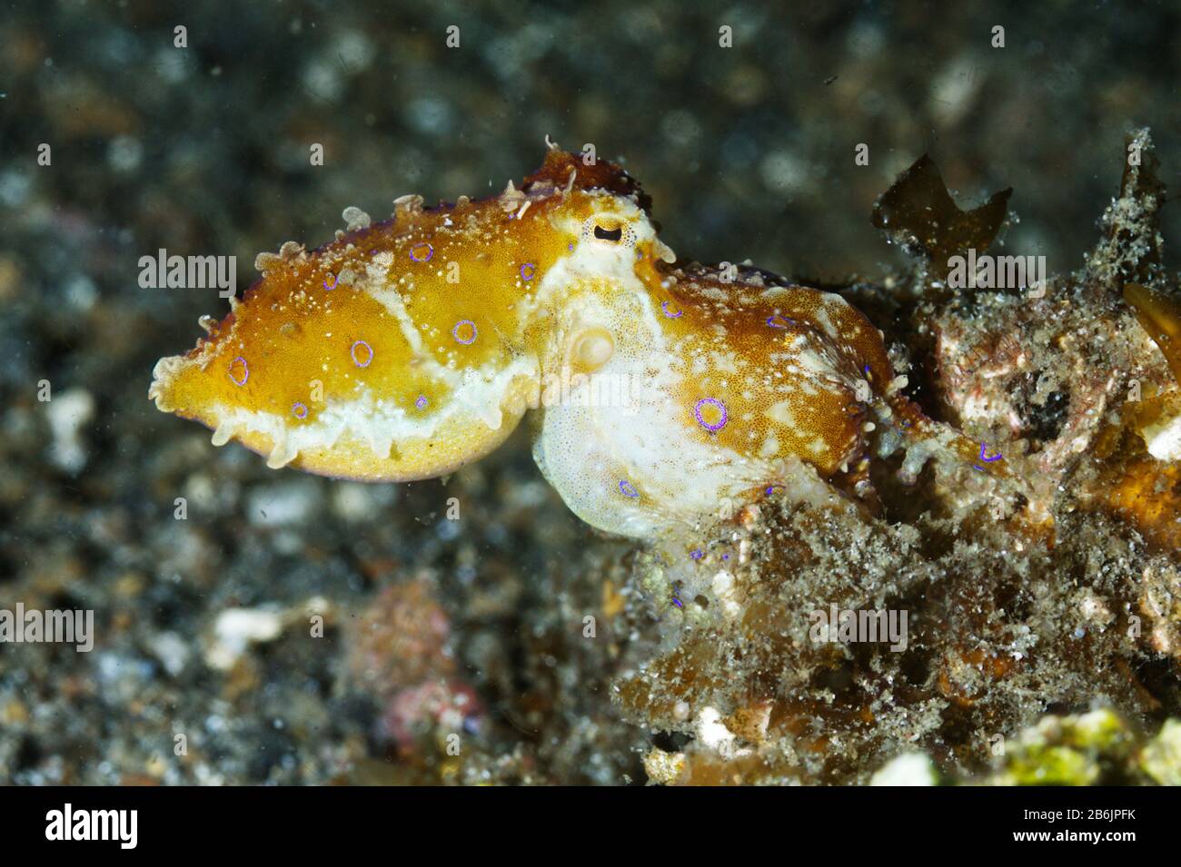 Blue ringed octopus (Hapalochlaena) Lembeh Strait, Indonesia Stock ...