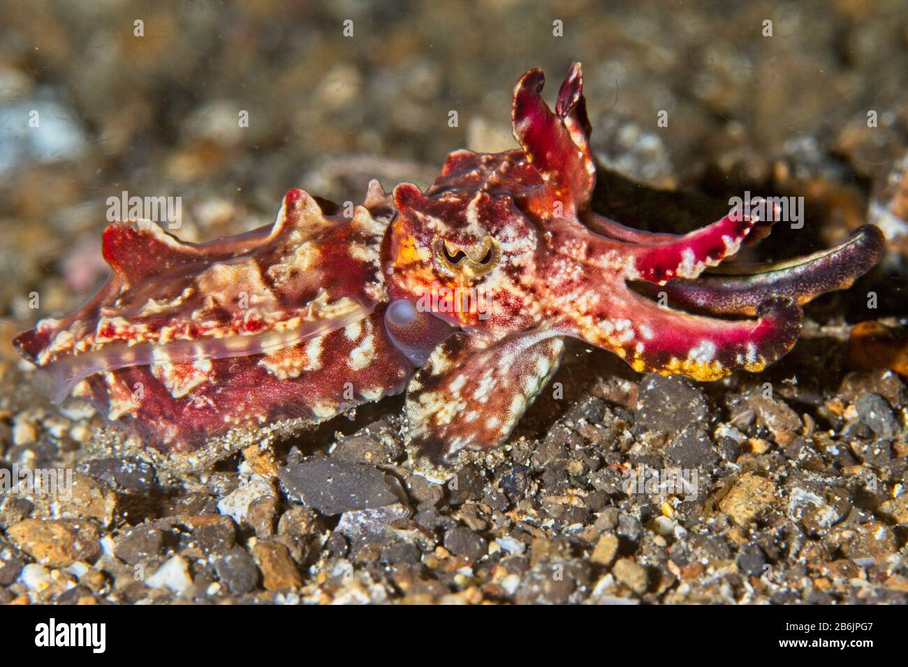 Flamboyant cuttlefish (Metasepia pfefferi) Lembeh Strait, Indonesia ...