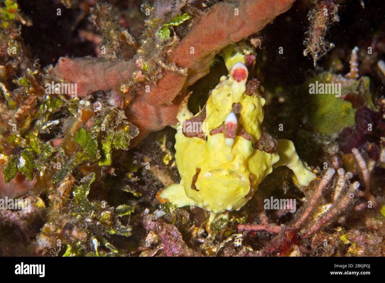 Clown frogfish (Antennarius maculatus) Lembeh Strait, Indonesia Stock ...