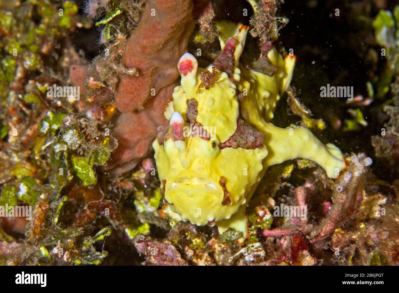 Clown frogfish (Antennarius maculatus) Lembeh Strait, Indonesia Stock ...