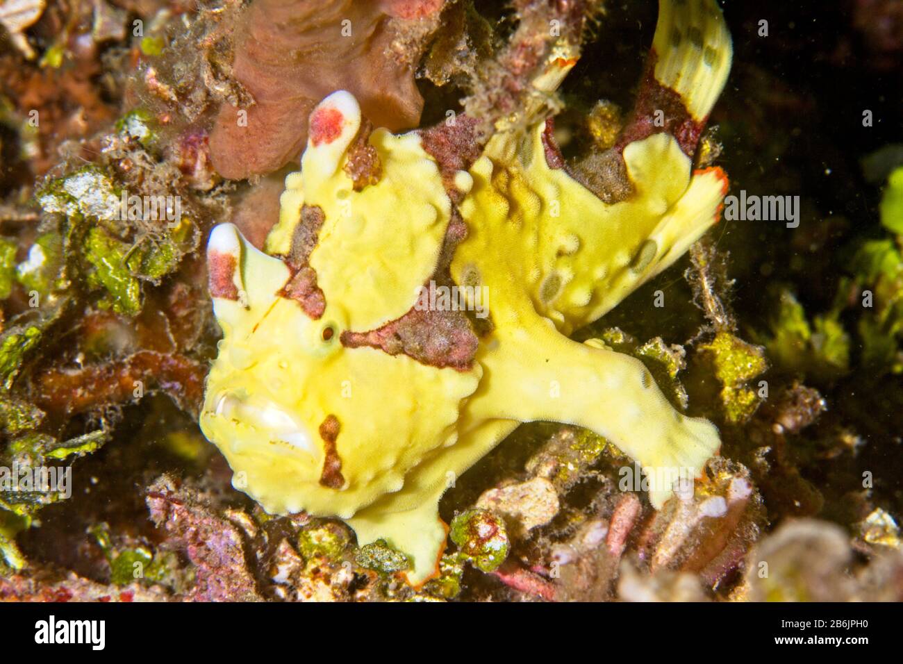 Clown frogfish (Antennarius maculatus) Lembeh Strait, Indonesia Stock ...