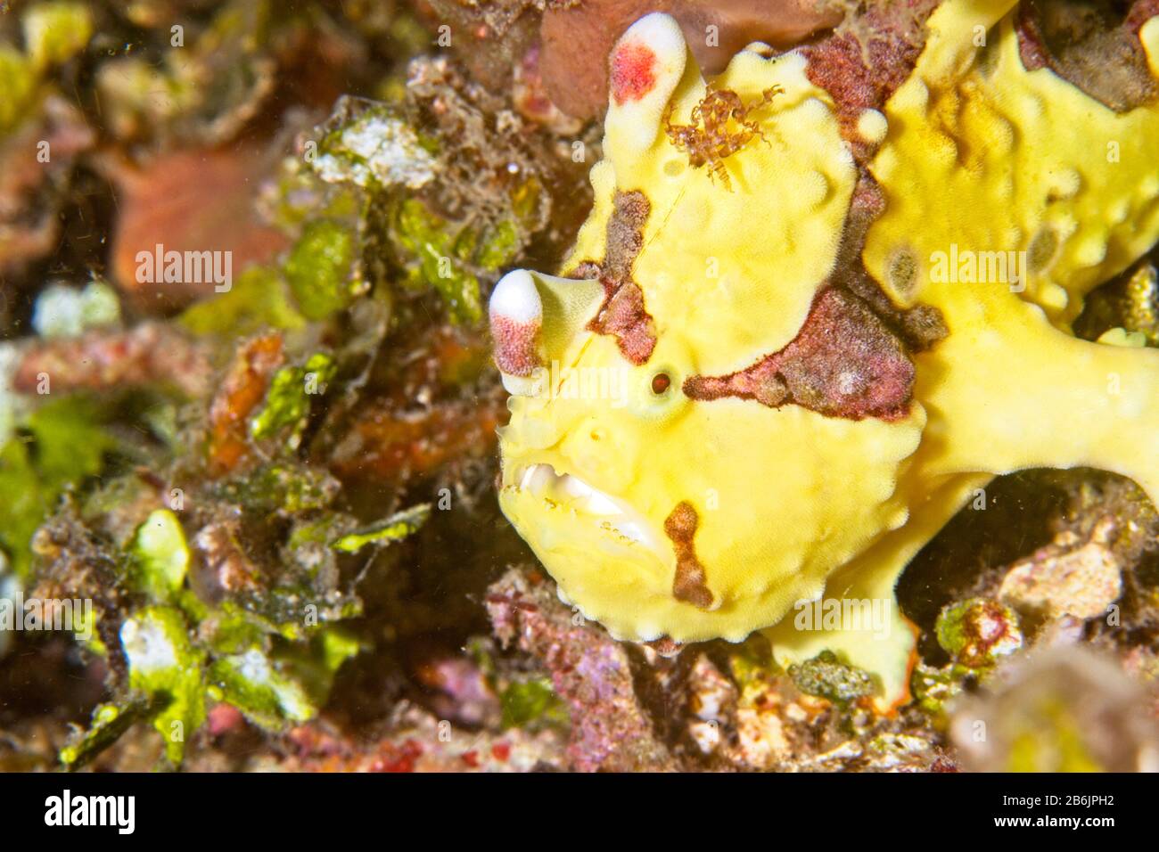 Clown frogfish (Antennarius maculatus) Lembeh Strait, Indonesia Stock ...