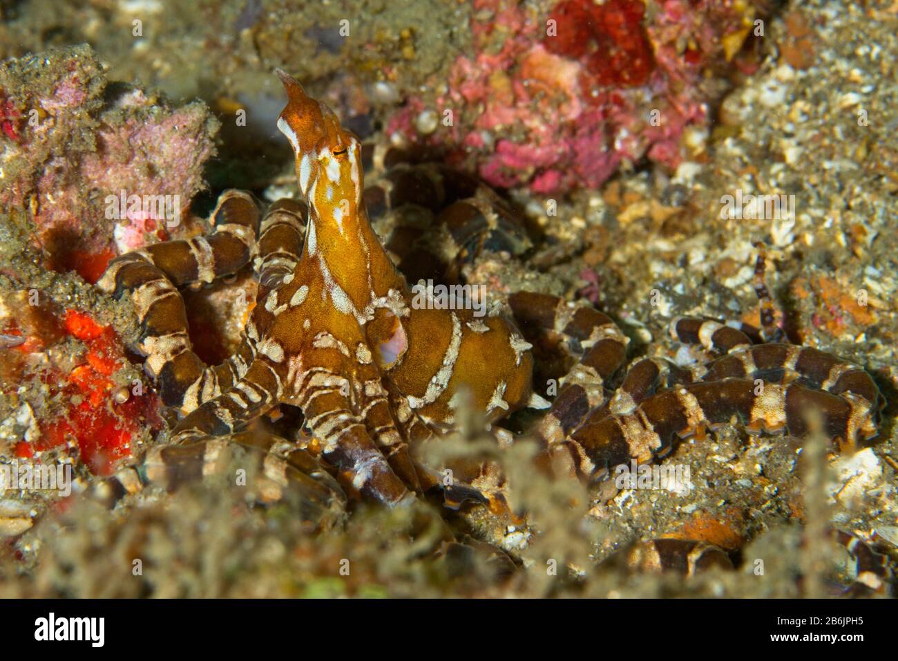 Wanderpus hi-res stock photography and images - Alamy