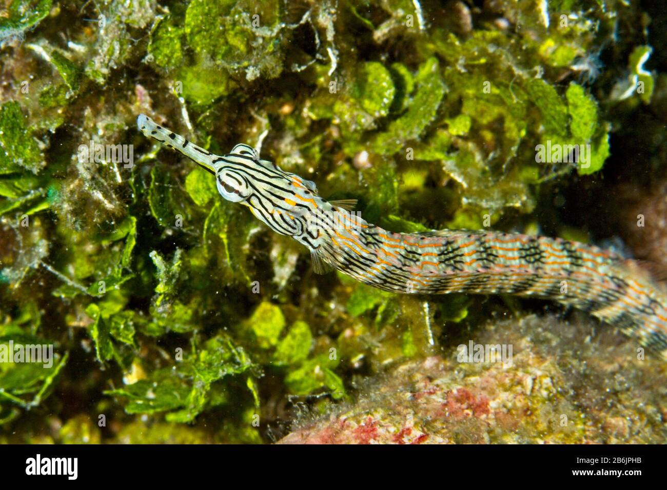 Messmate pipefish hi-res stock photography and images - Alamy