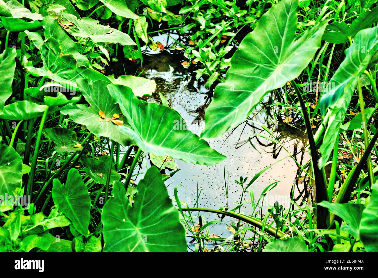 Habitat plays an important role in pond ecosystem. These habitats are ...