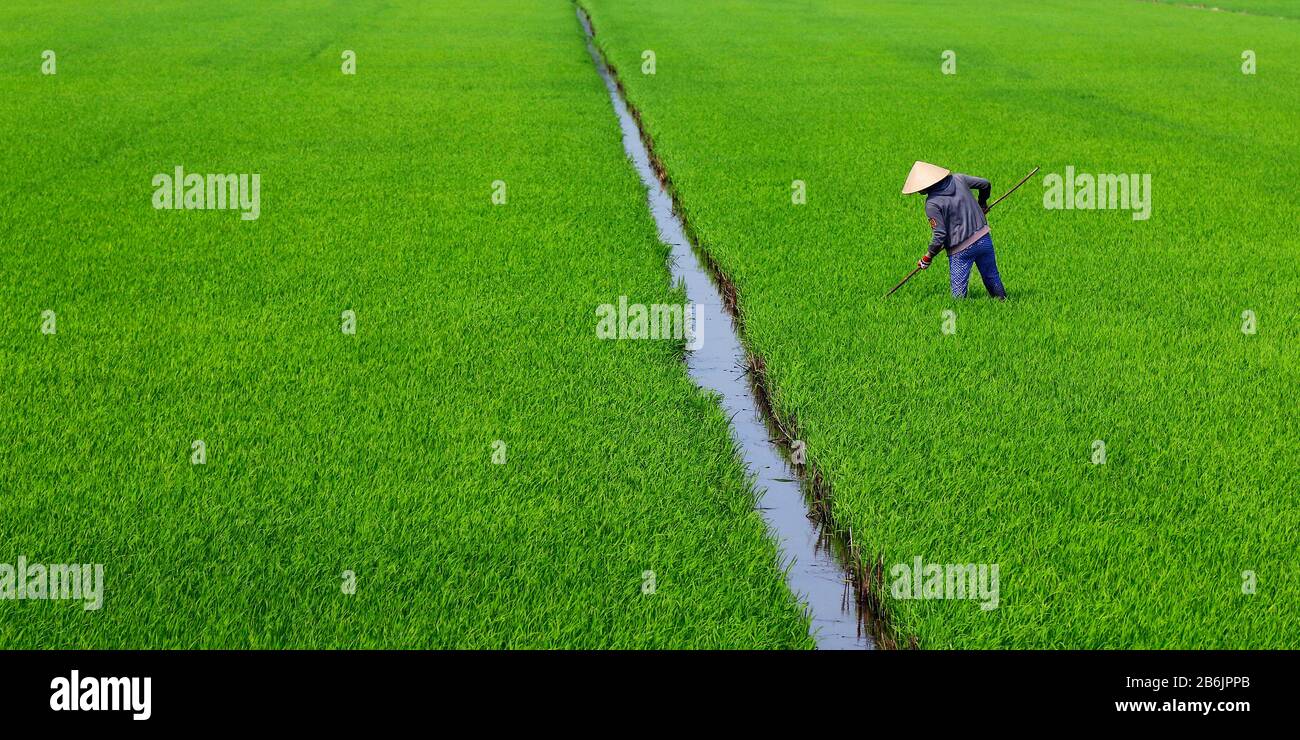 Rice field worker Stock Photo - Alamy