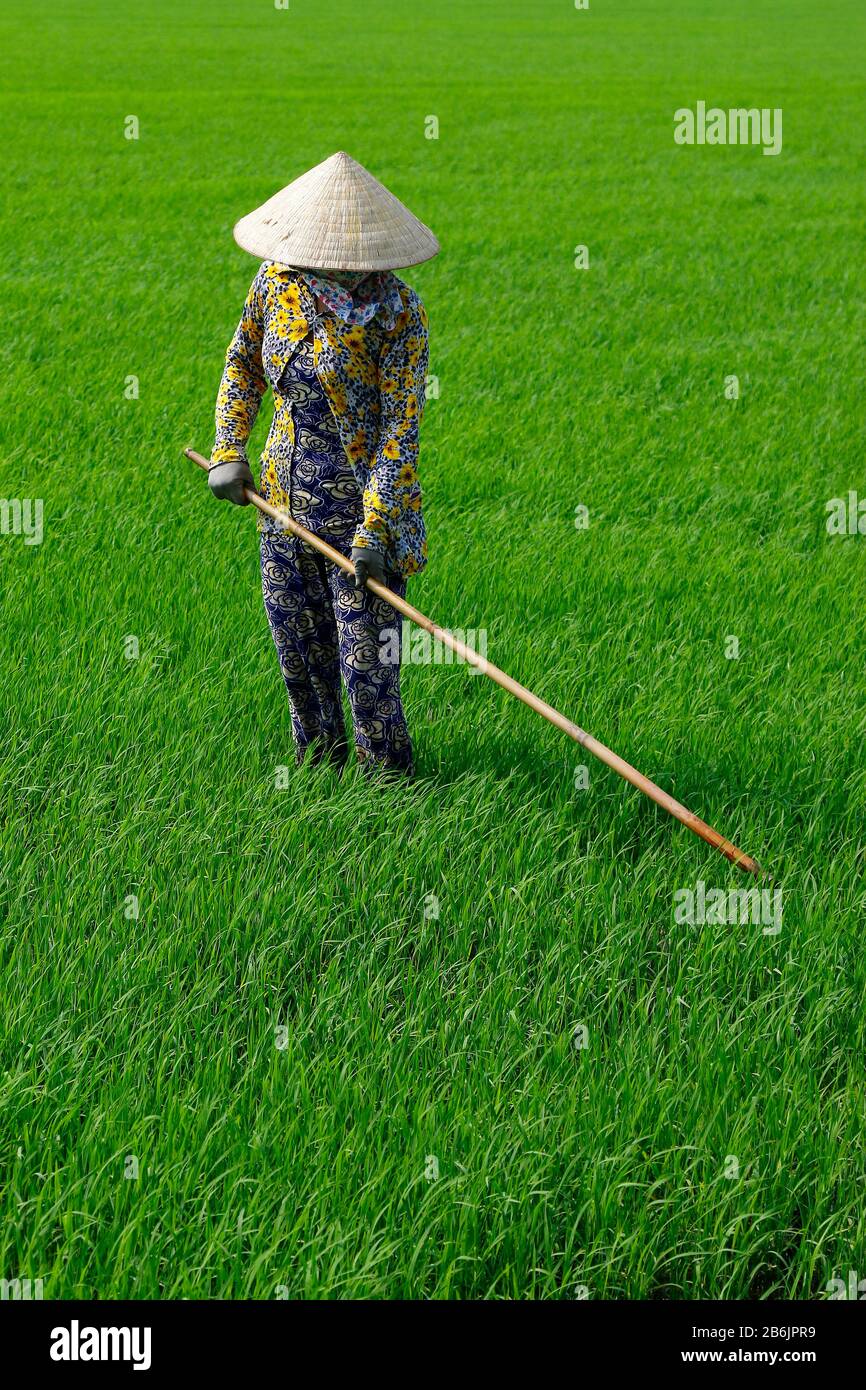 Rice field worker Stock Photo - Alamy